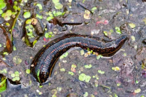 The Best Leech Patterns For Trout And Great Fishing – Kylebooker