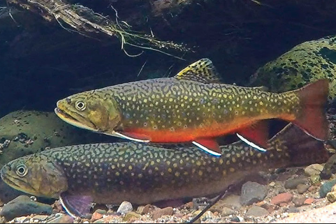 How we guard brook trout – Kylebooker